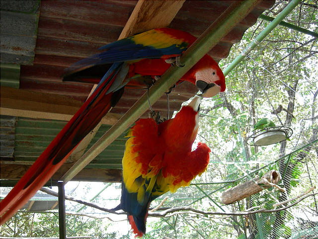 Monteverde (Part 1) | Costa Rica